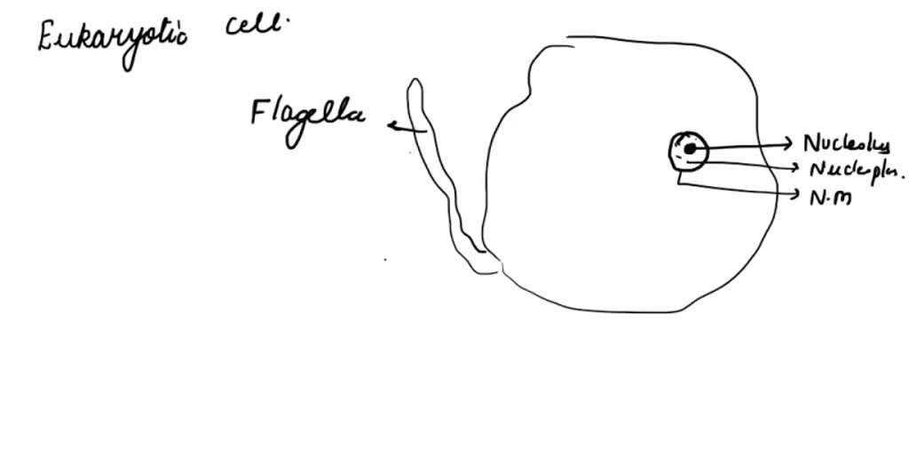 SOLVED: Label the image to test your knowledge of eukaryotic cell ... SOLVED: Label the image to test your knowledge of eukaryotic cell ...