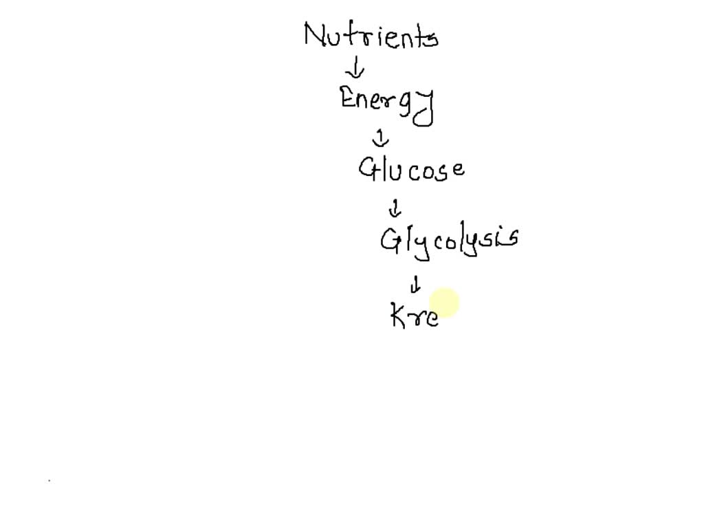 SOLVED: How animal cells use nutrients to provide the energy for growth ...