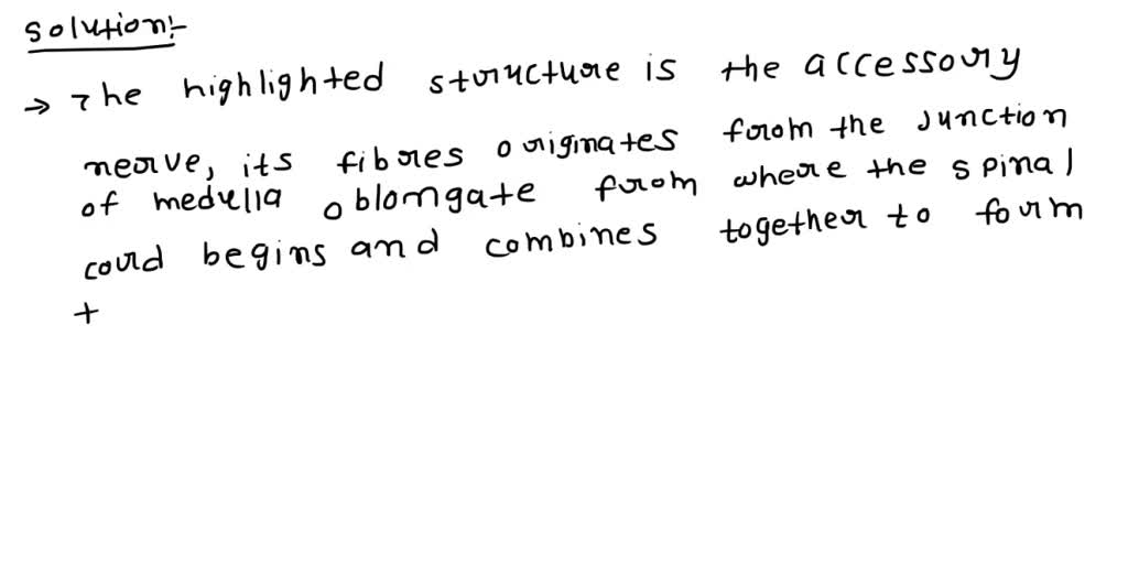 PAL:Models>Nervous System:PNS>Lab Practical PAL:Models>Nervous System ...