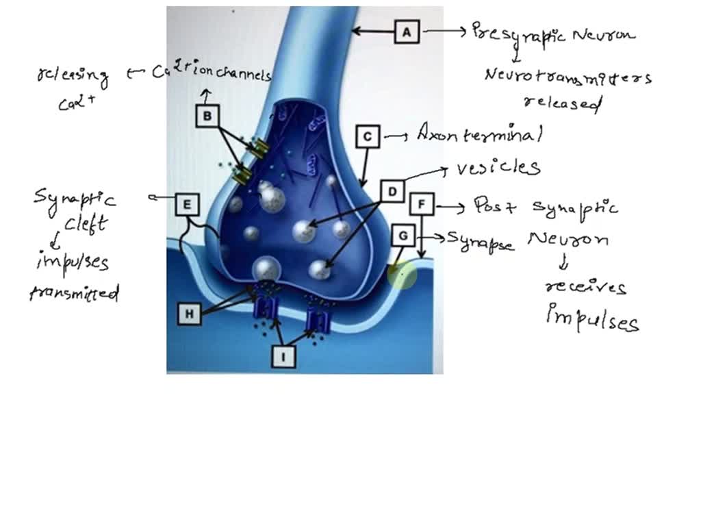 SOLVED: Texts: Labels Ligand-gated channel (ACh receptor) Motor end ...