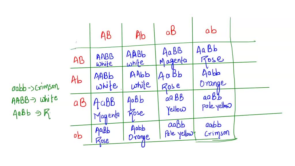SOLVED: In four o'clock plants, many flower colors are observed. In a ...