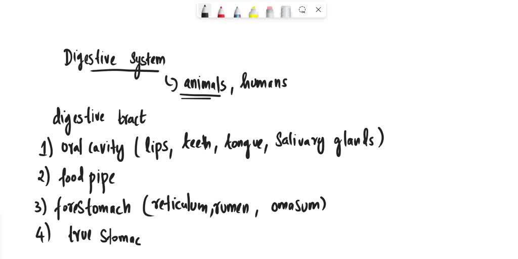 SOLVED: The DIGESTIVE SYSTEM of MOST ANIMALS Consists of a long tube Is ...