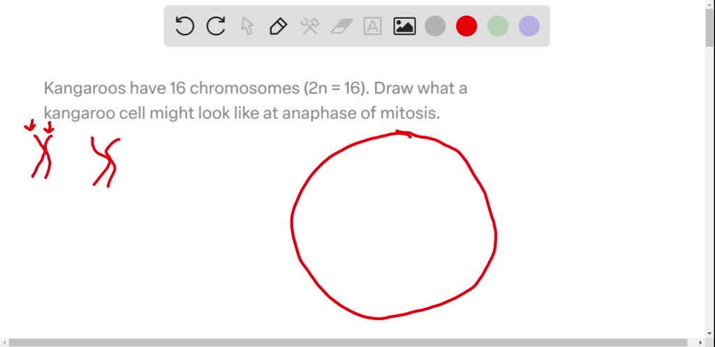 SOLVED: Kangaroos have 16 chromosomes (2n = 16). Draw what a kangaroo ...