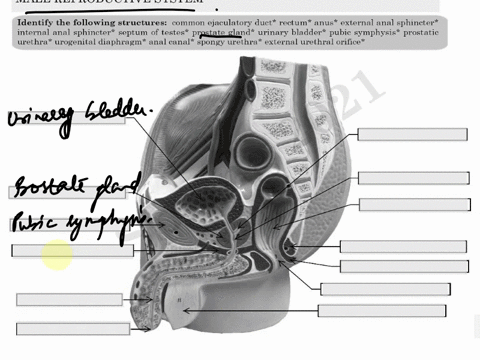 Cadaver: Male Pelvis - Sagittal View Label the indicated structures ...