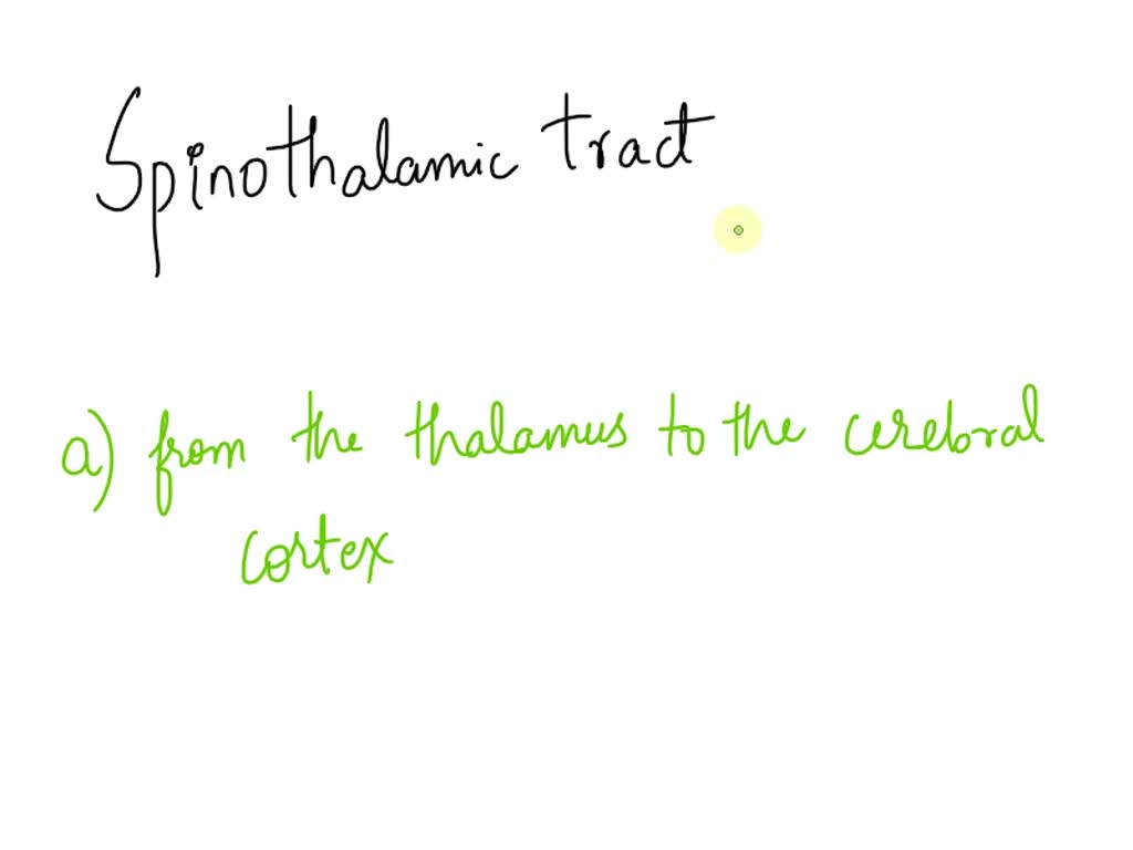 SOLVED: 25. The spinothalamic pathways transmit pain, temperature, and ...