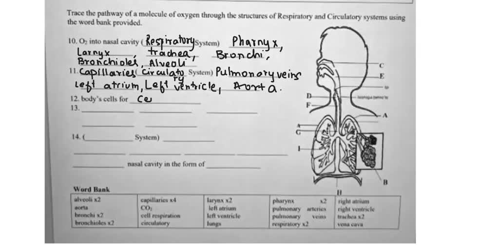 SOLVED: Trace the pathway of a molecule of oxygen through the ...