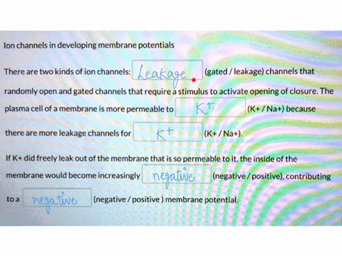 Ion channels in developing membrane potentials there are two...