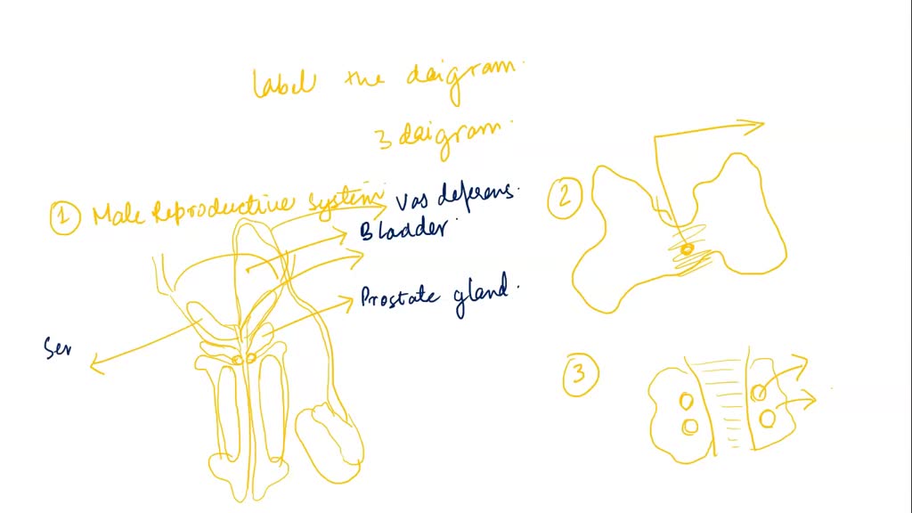 SOLVED: Use the drop-down menus to select the names of the labeled structures.A: B: C