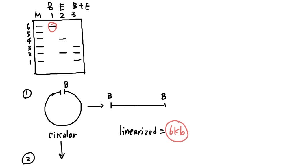 SOLVED: 4 A purified DNA preparation of a plasmid is digested to completion with BamHI ...