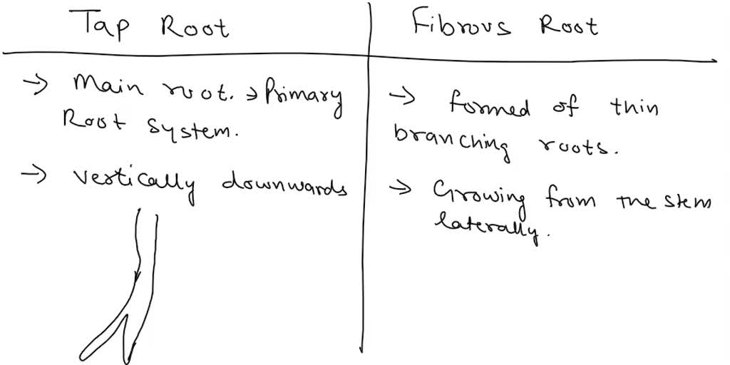 SOLVED: In the following table list 5 examples of modified roots and ...
