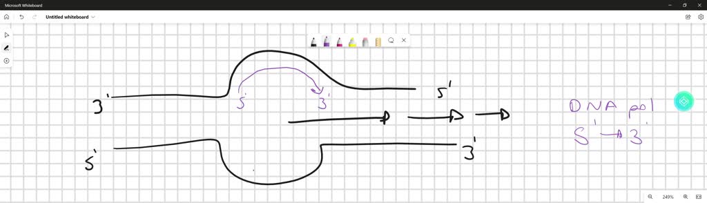 SOLVED: A single replisome complex can simultaneously synthesize both ...