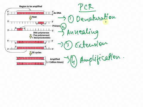 3. The following figure shows the process of PCR. Label the...