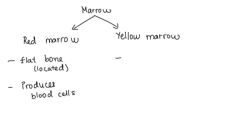 SOLVED: There are two types of marrow. What are those two types and ...