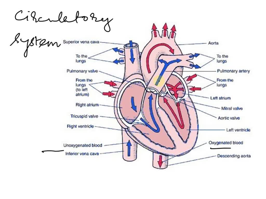 SOLVED: SA node Fossa ovalis in interatrial septum Opening of coronary ...
