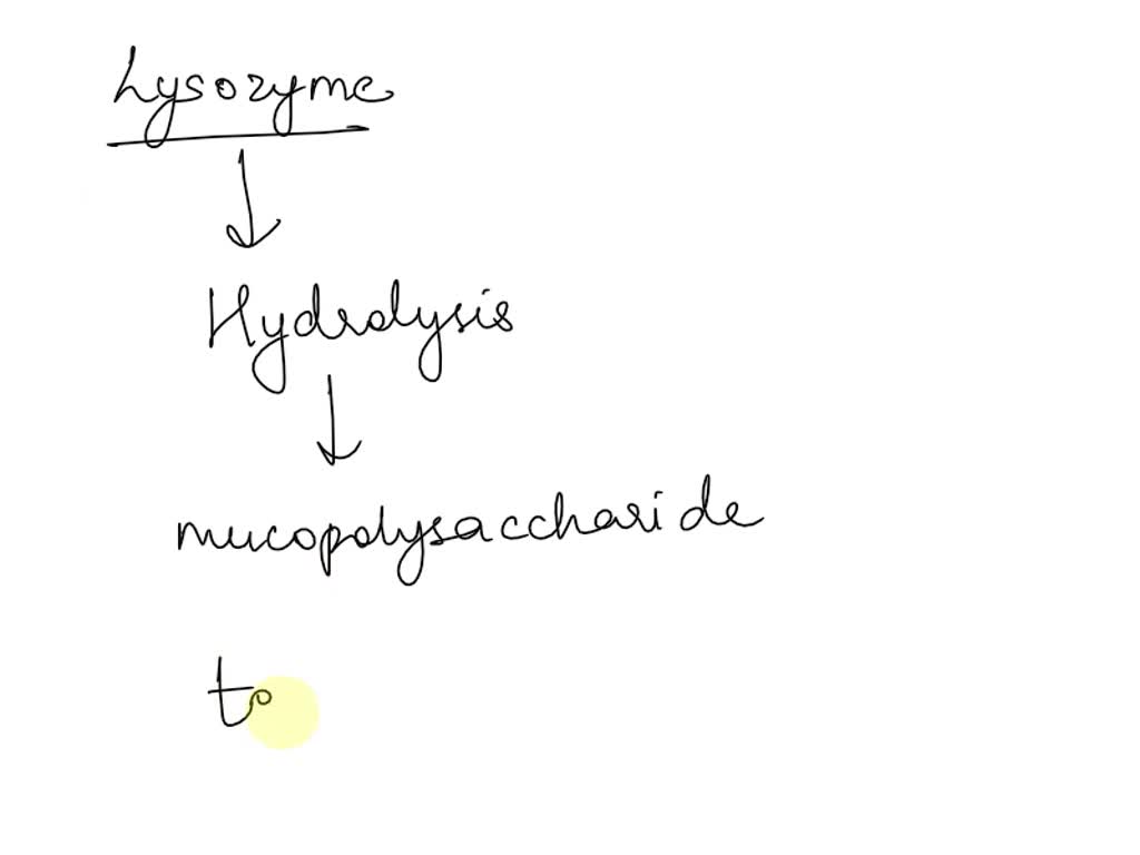 SOLVED: What is lysozyme? What is the chemical formula and structure of ...