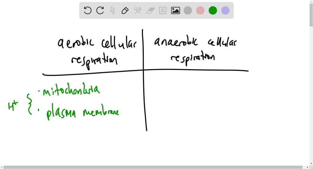 SOLVED: What kind of organisms undergo cellular respiration ...