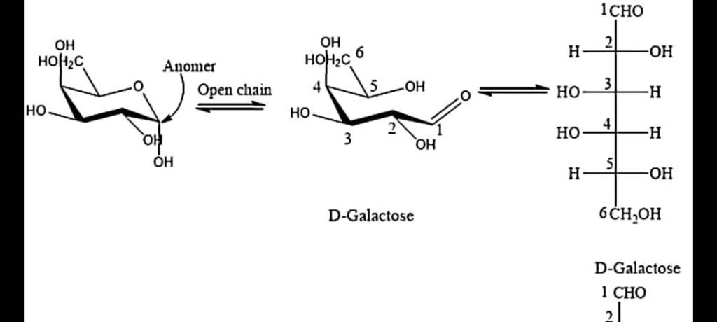 SOLVED: ' Which Fischer projection corresponds to the monosaccharide ...