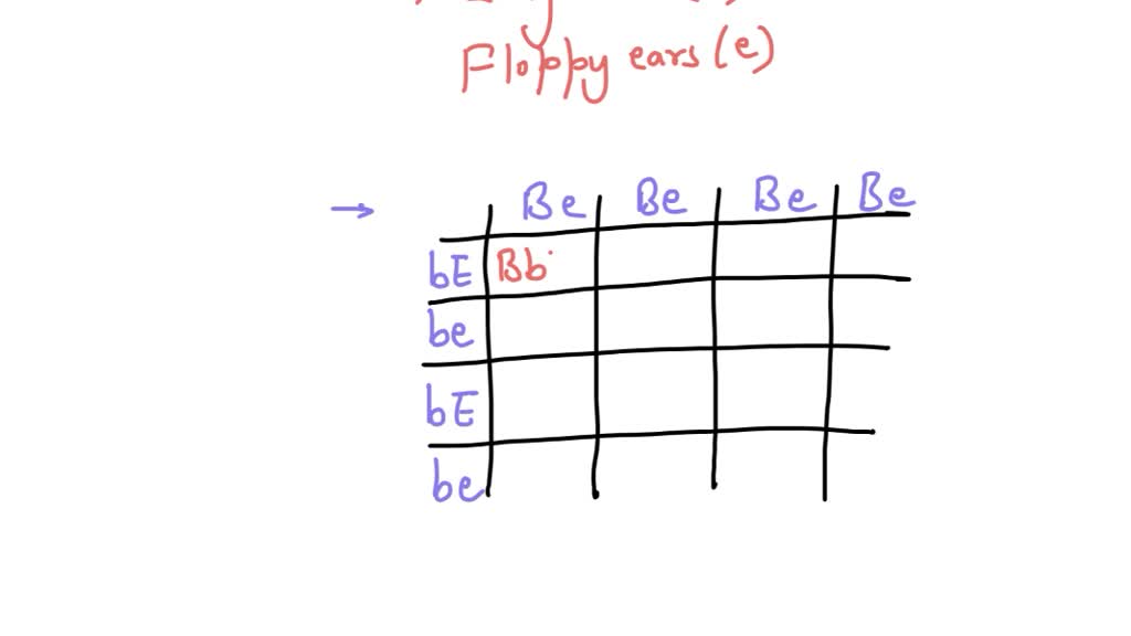 SOLVED: Genetic Crosses that Involve Traits In rabbits, black hair is ...