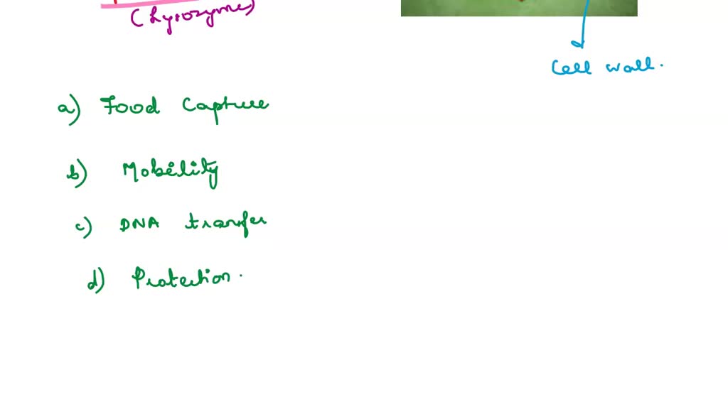 SOLVED: 'What is the function of the structure identified by the red arrow? (4 points) The image ...