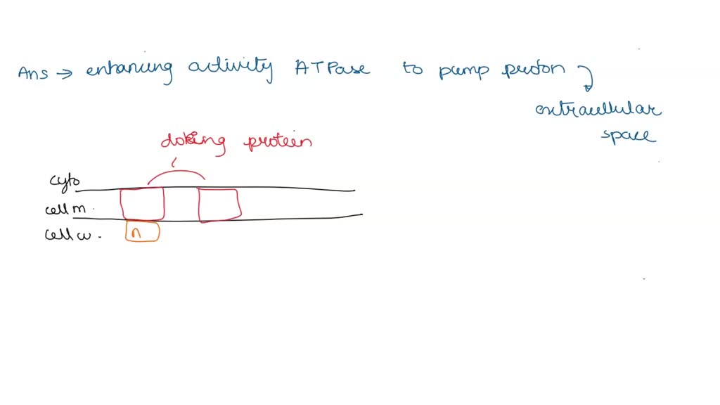 SOLVED: Question 14 1 pts When auxin promotes cell wall expansion; it ...