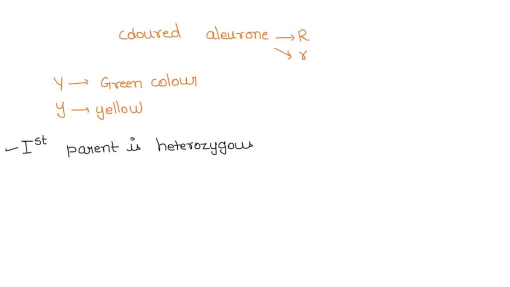 Colored aleurone in the kernels of corn is due to the dominant allele R ...