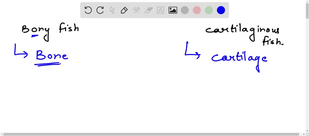 SOLVED: Give two differences between bony fish and cartilaginous fish.