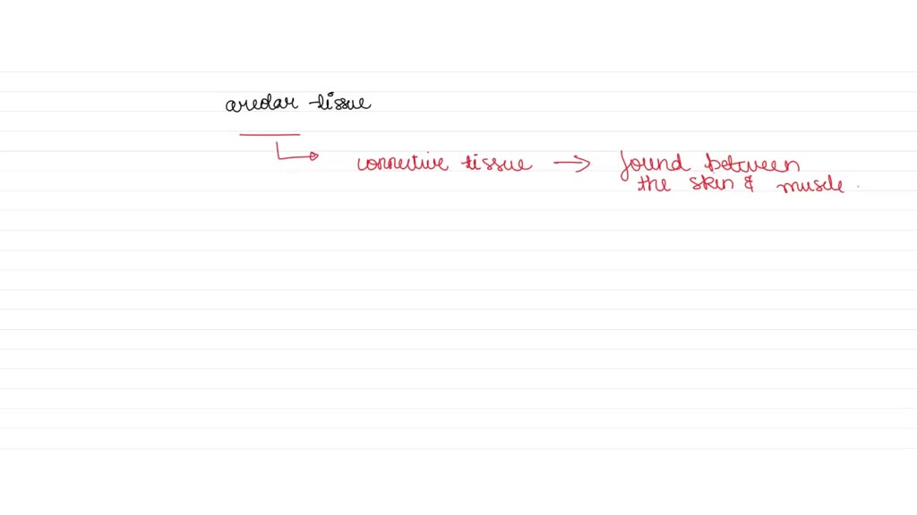 SOLVED: What is the function of areolar tissue? A. Supports internal ...