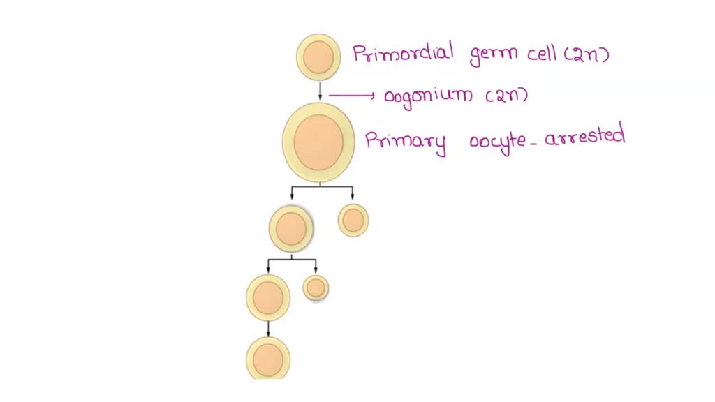 SOLVED: 3 What process is pictured below? Spermatogenesis or Oogenesis ...