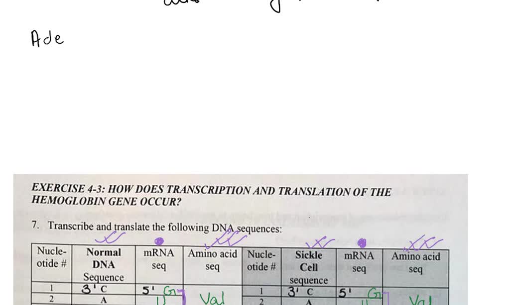 SOLVED: EXERCISE 4-3: HOW DOES TRANSCRIPTION AND TRANSLATION OF THE ...