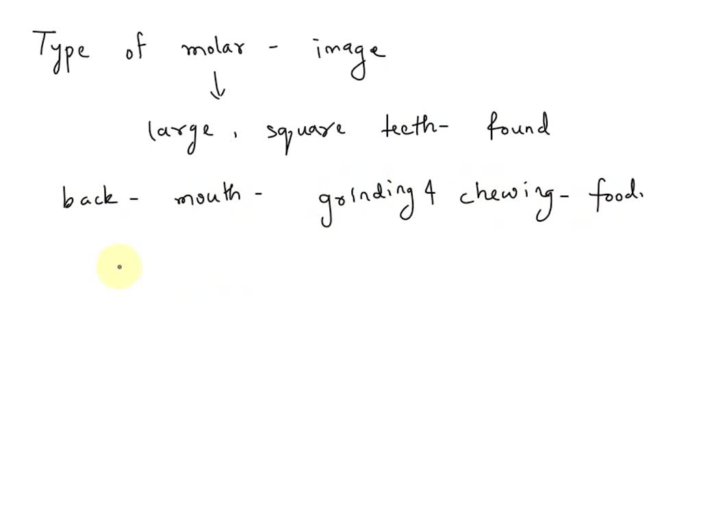 SOLVED: Using the Universal numbering system, what are the numbers for ...