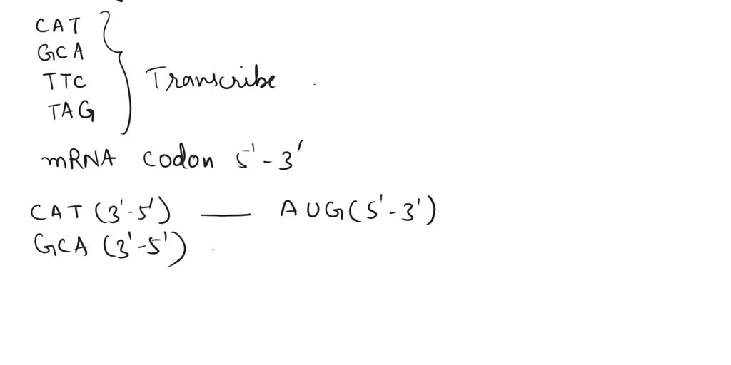 SOLVED: Complete the following table: DNA triplet 3'-5" mRNA codon 5*-3 ...