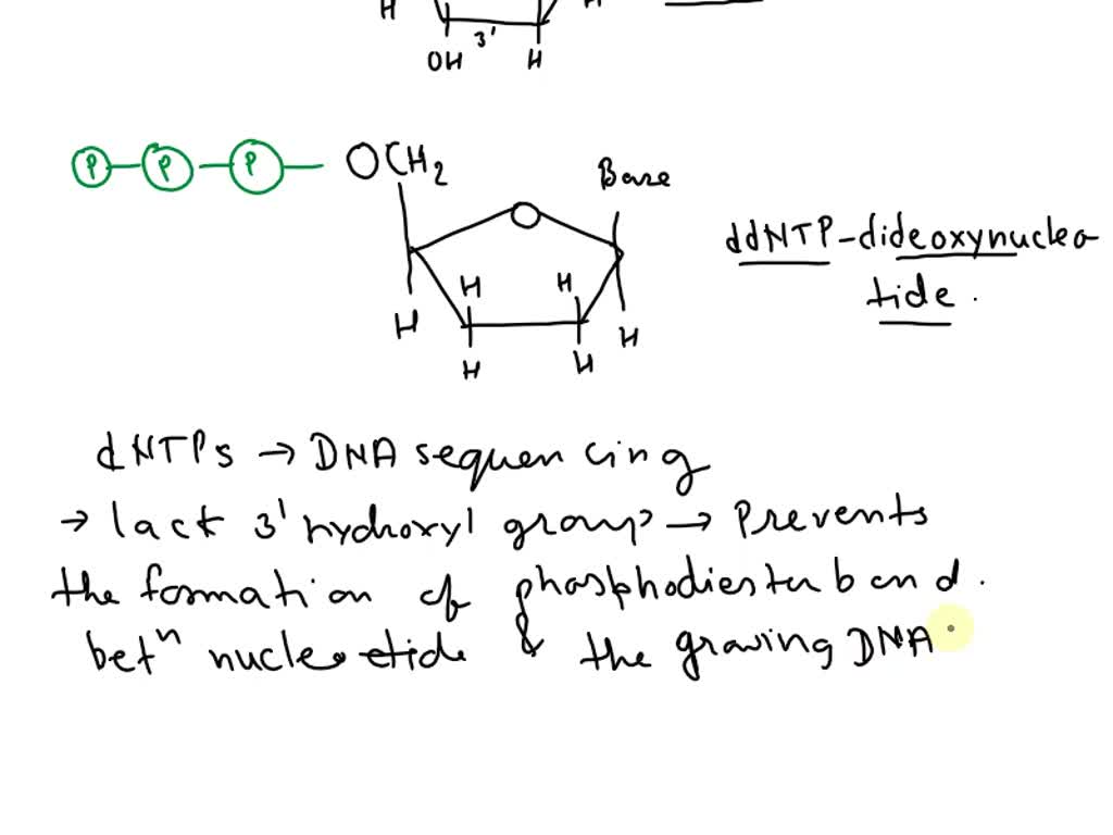 SOLVED: Draw the structural feature of a dideoxyribonucleotide that causes chain termination ...