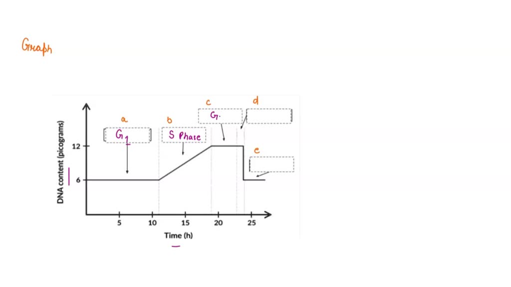 SOLVED: The following graph shows the total amount of DNA present in a ...