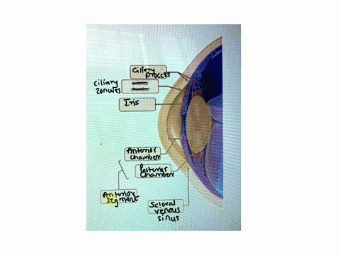 Ex. 23: Best of Homework - Special Senses: Anatomy of the Visual System ...