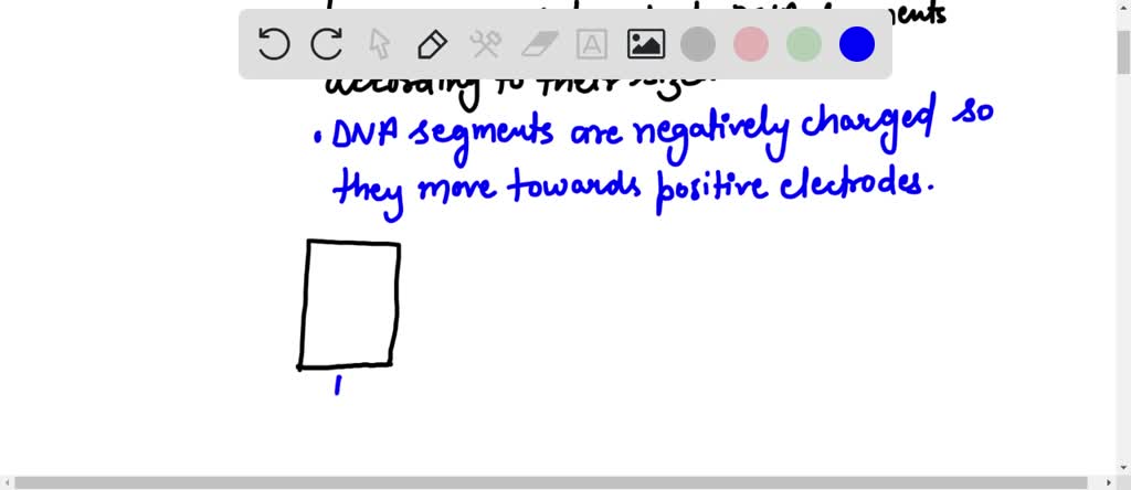 SOLVED: The DNA fragments migrate through the gel on the basis of each ...