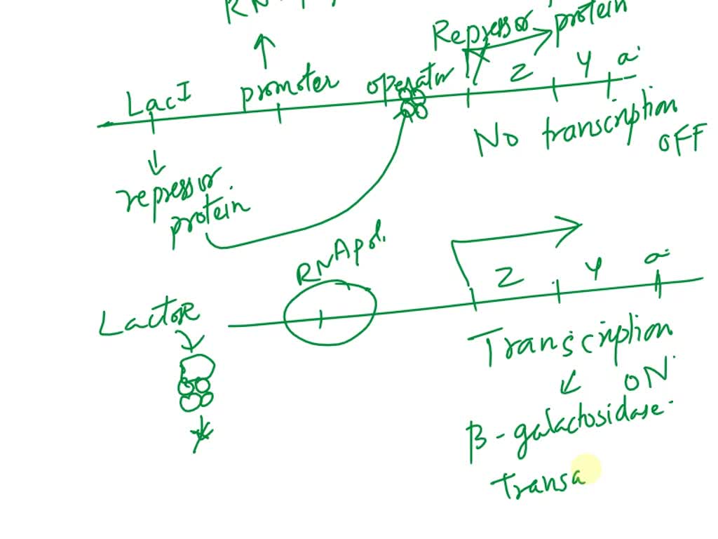 SOLVED: Lactose metabolic activity in the lac operon is represented in ... SOLVED: Lactose metabolic activity in the lac operon is represented in ...