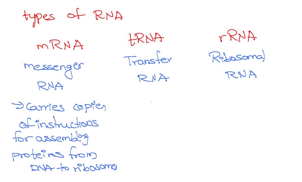 SOLVED: There are three major types of RNA, rRNA, tRNA, and mRNA ...