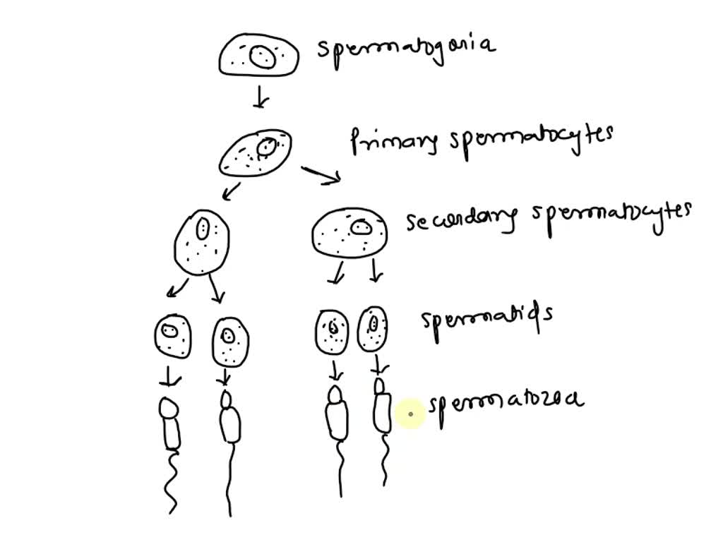 Place the cell images into the correct order on the picture to outline ...