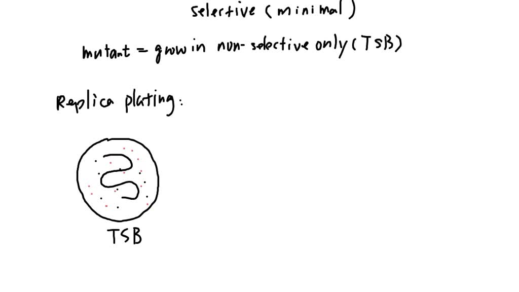 SOLVED: You are interested in identifying mutants of E.coli ...