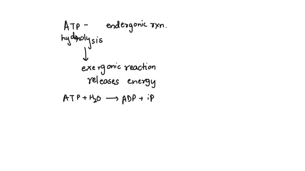 SOLVED: When ATP hydrolysis, an exergonic reaction, provides the energy ...