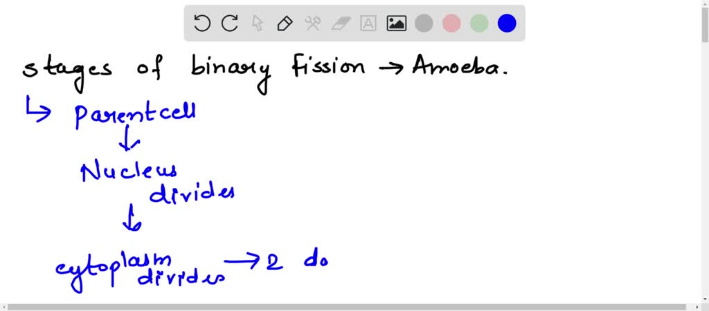 SOLVED: Given below are the stages of binary fission in Amoeba. Which ...