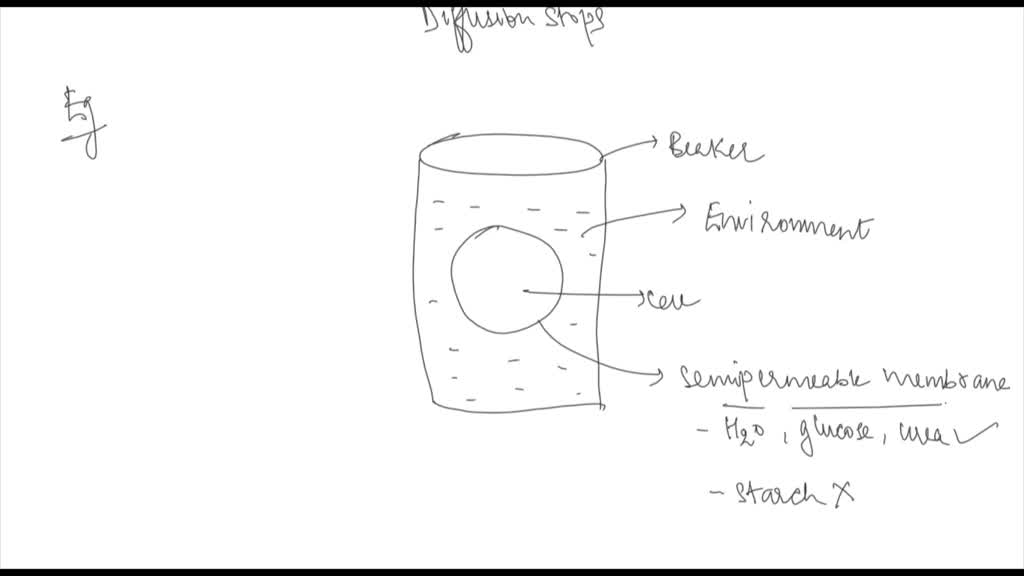 SOLVED: An artificial "cell" consisting of an aqueous solution enclosed ...