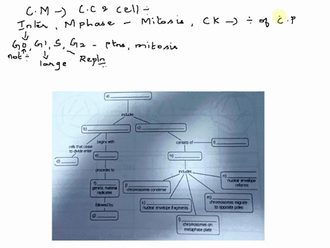 using the terms and phrases provided below complete the concept map ...