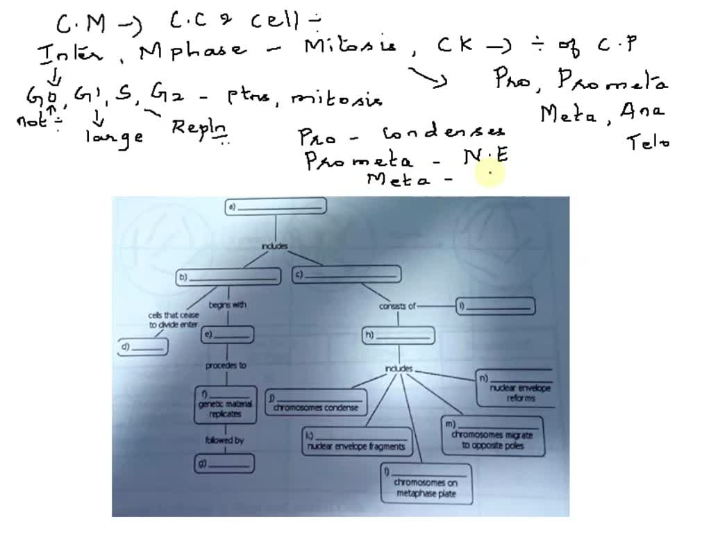 SOLVED: Activity 5: The Cell Cycle and Cell Division Fill in the ...