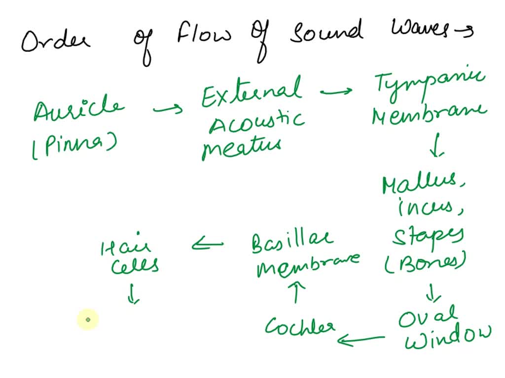 SOLVED: Put the following items in order from the flow of sound waves ...