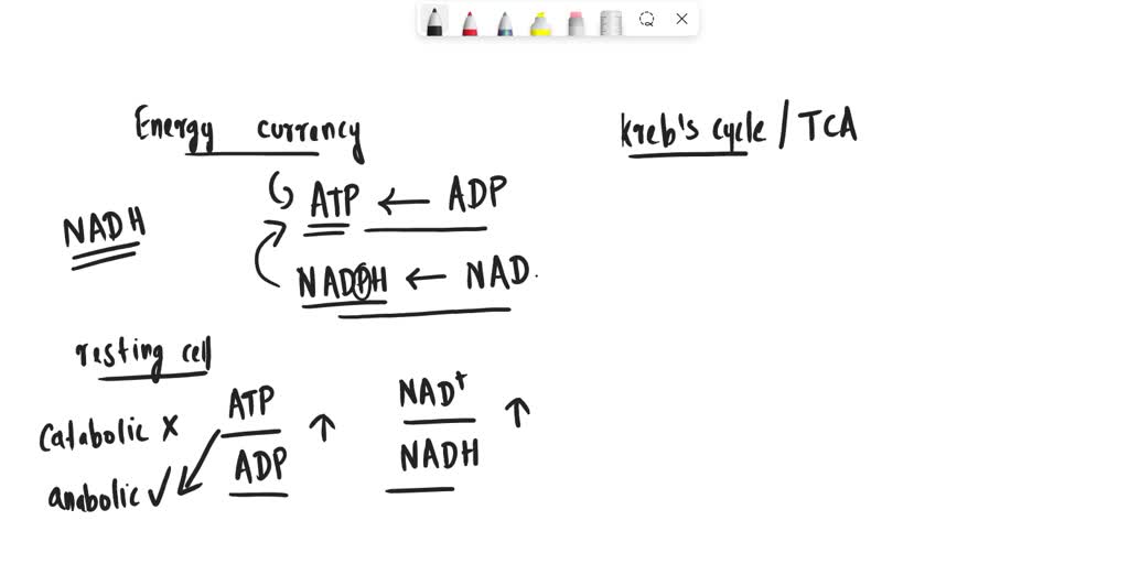 SOLVED: In resting cells, the ratio of ATP/ADP and NADH/NAD will be ...