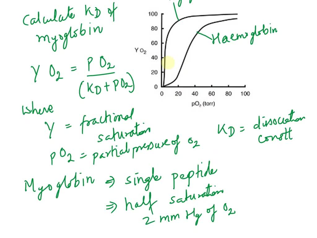 3 10 Points The Graph Below Shows The O2 Binding Curves For Myoglobin Mb And Hemoglobin Hb