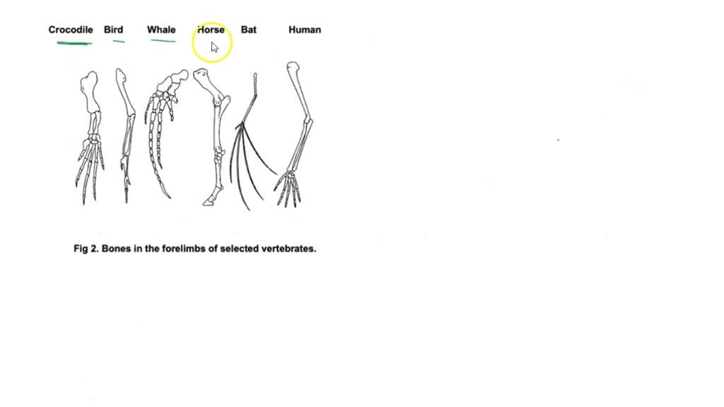 SOLVED: Crocodile Bird Whale Horse Bat Human P Fig 2. Bones in the ...