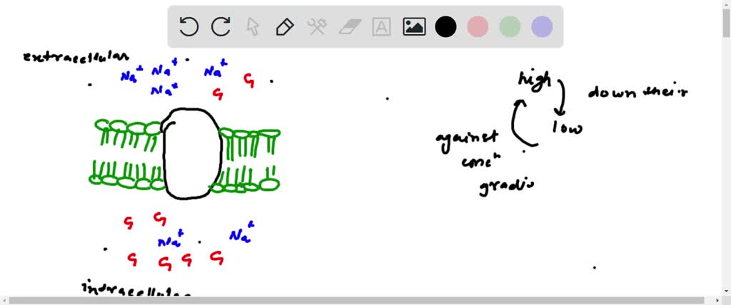 SOLVED: In Glucose transport, Na+ ions are transported into the cell ...