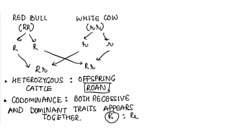SOLVED: In Shorthorn cattle, when a red bull (RR) is crossed with a ...